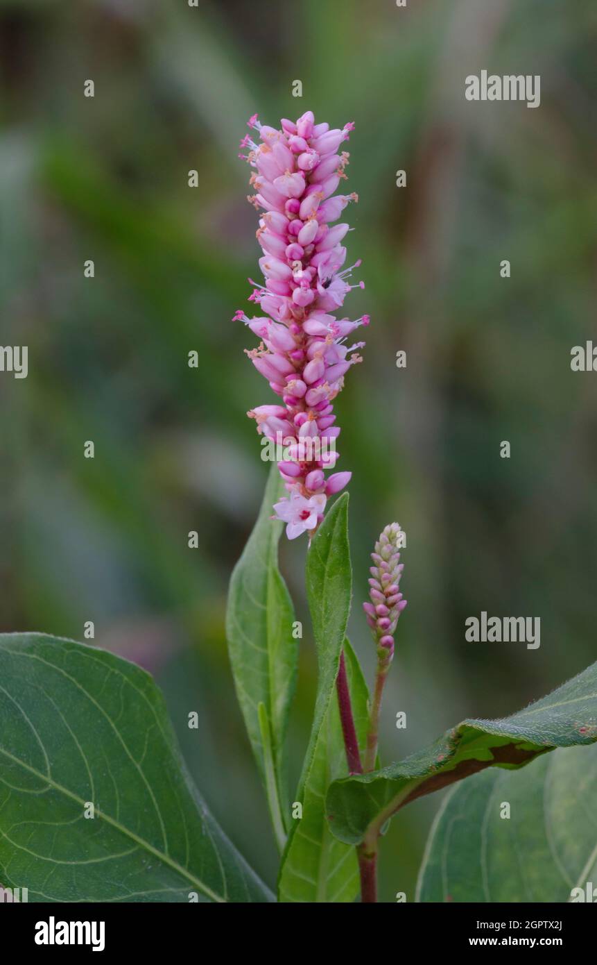 Smartweed hi-res stock photography and images - Alamy