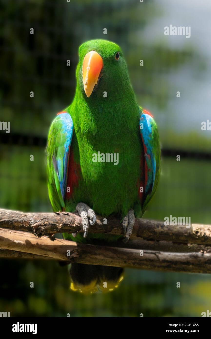 Male and female eclectus parrot hi-res stock photography and images - Alamy