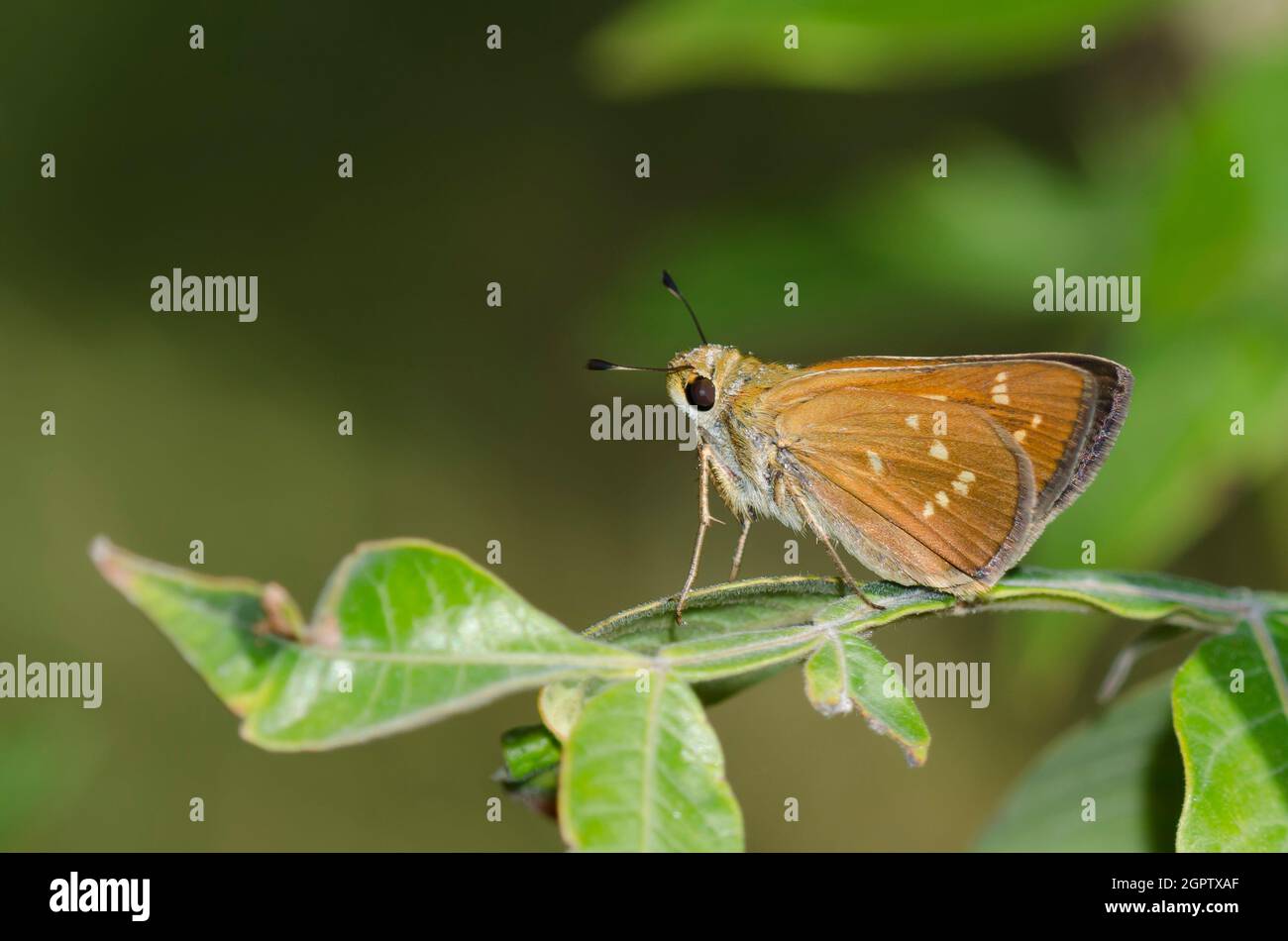 Leonardus hi-res stock photography and images - Alamy