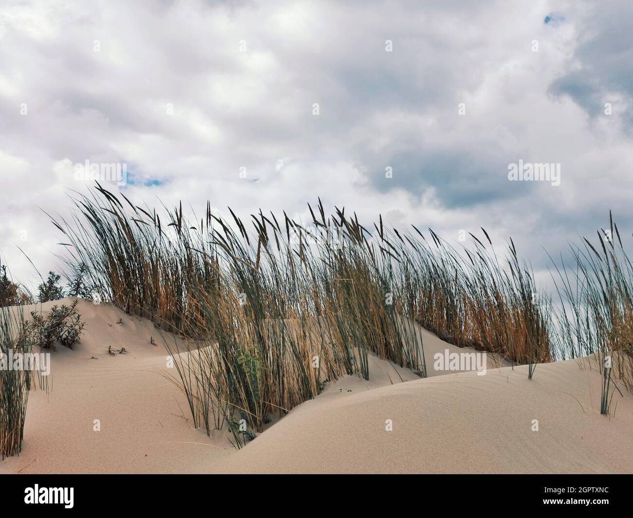 Marram grass stem hi-res stock photography and images - Alamy