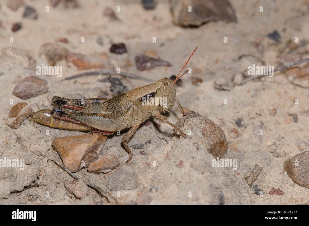 Spur-throated Grasshopper, Melanoplus sp., female Stock Photo - Alamy