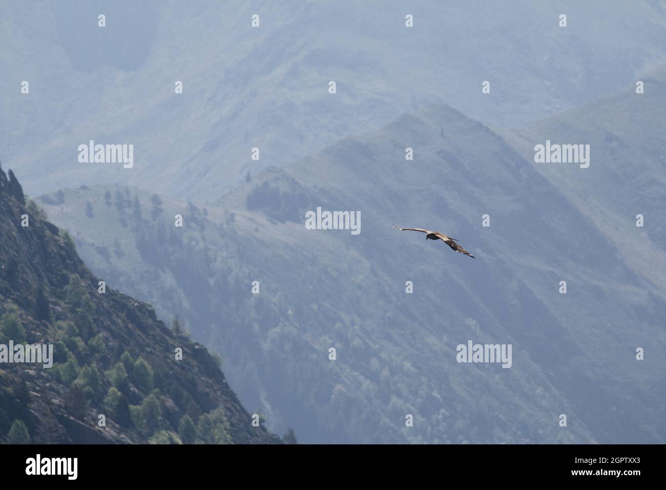 Beautiful view of an eagle flying above the forested mountains Stock ...