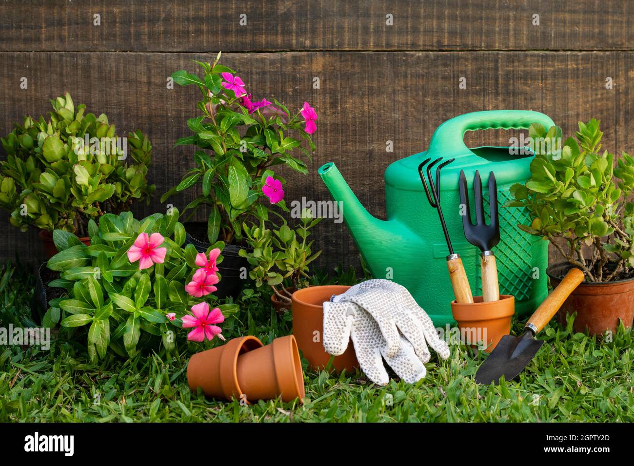 Plants pot with watering can Stock Photo - Alamy