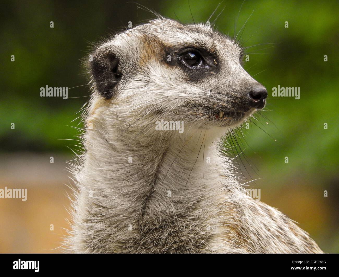 Member of mongoose family hi-res stock photography and images - Alamy