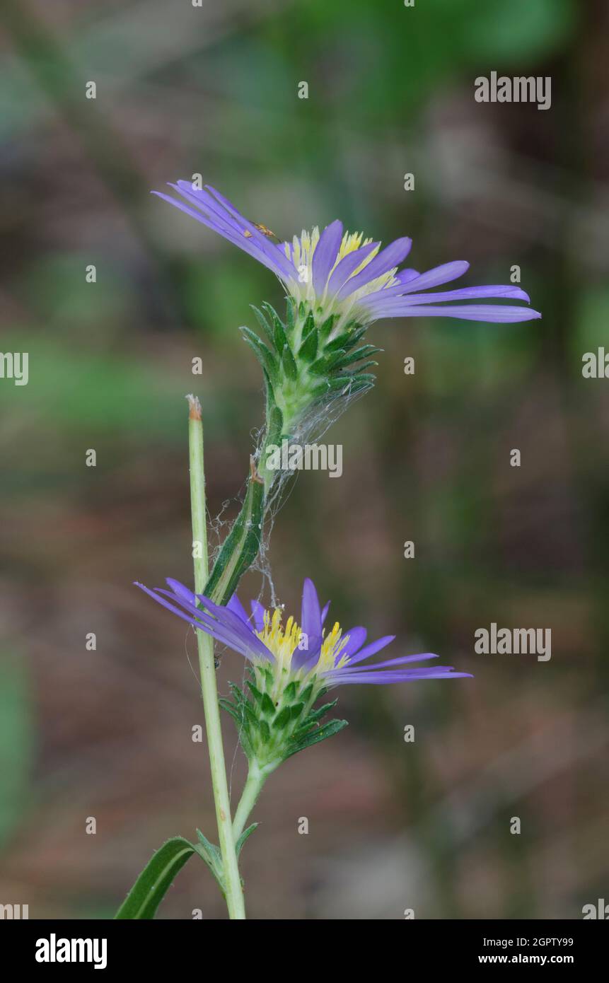 Aster, Symphyotrichum sp Stock Photo - Alamy