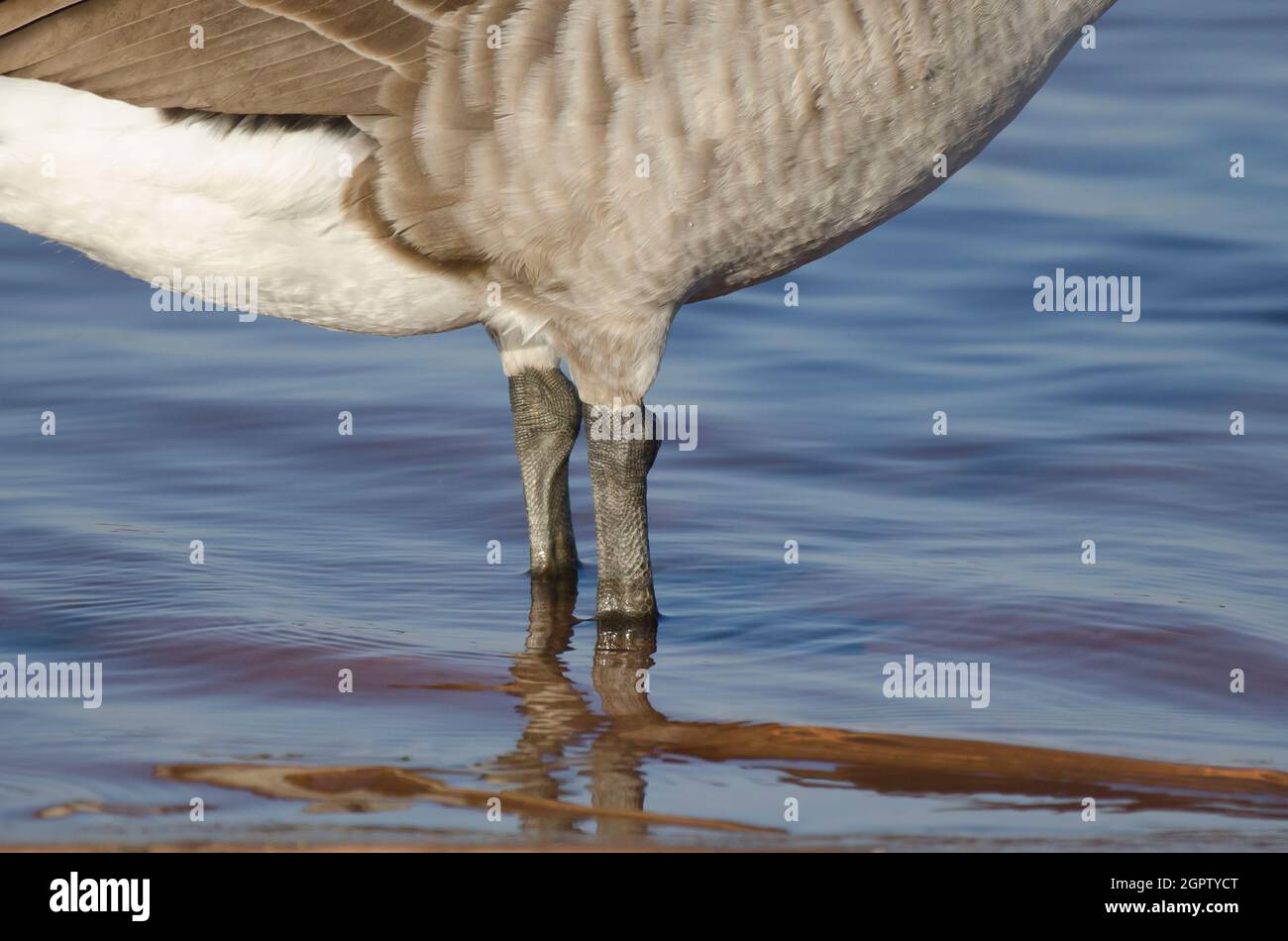 Canada Goose, Branta canadensis, legs Stock Photo - Alamy