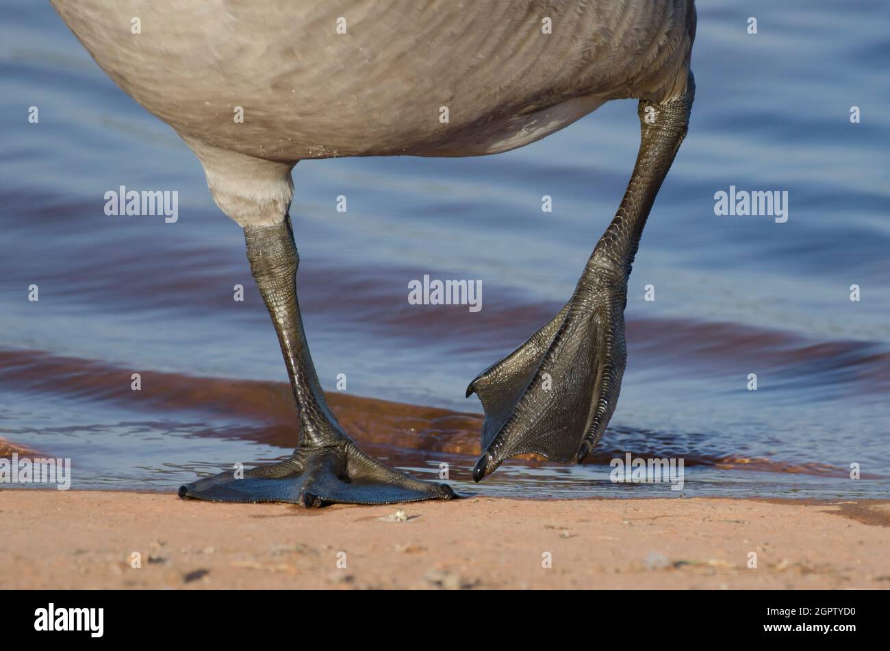 Canada Goose, Branta canadensis, webbed feet Stock Photo - Alamy