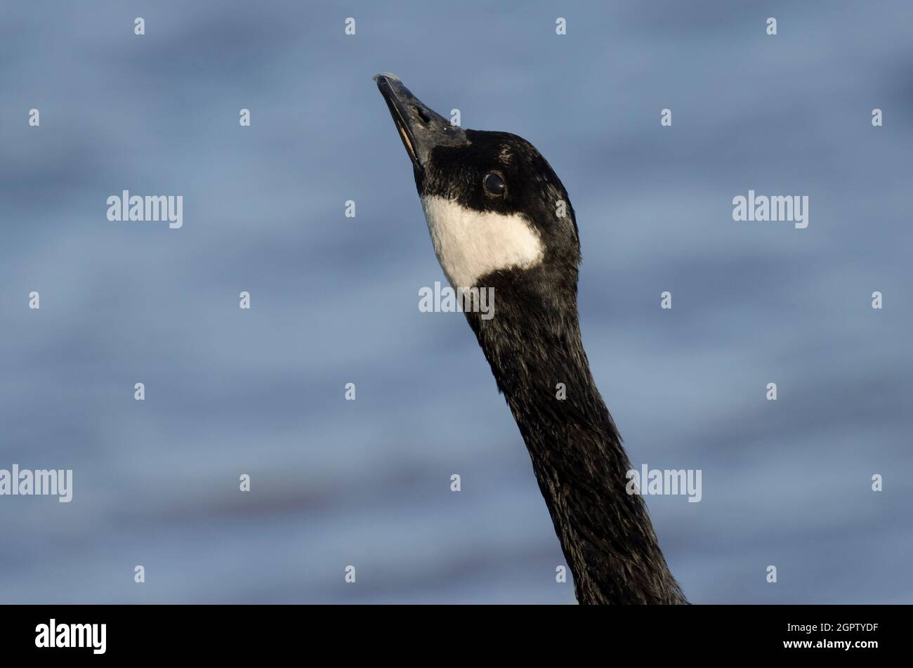 Canada goose head hi-res stock photography and images - Alamy