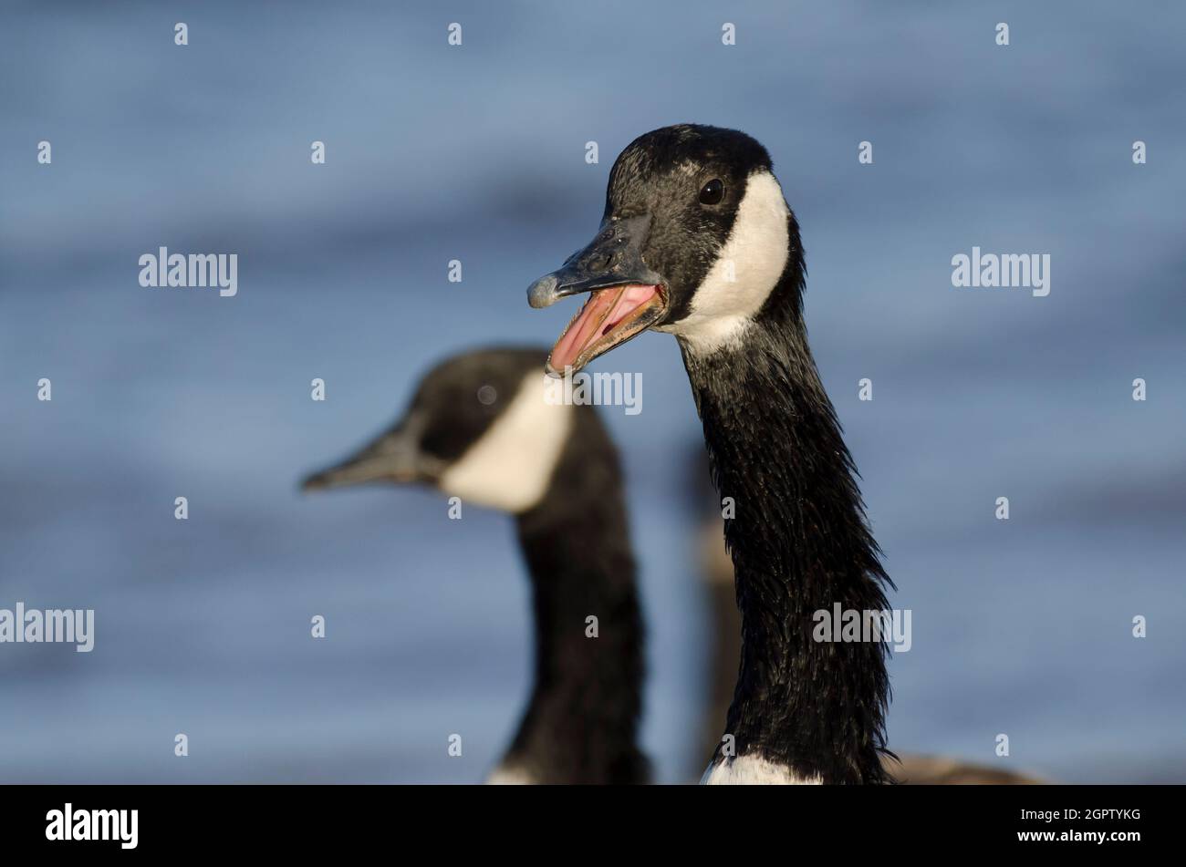 Honking geese hi-res stock photography and images - Alamy
