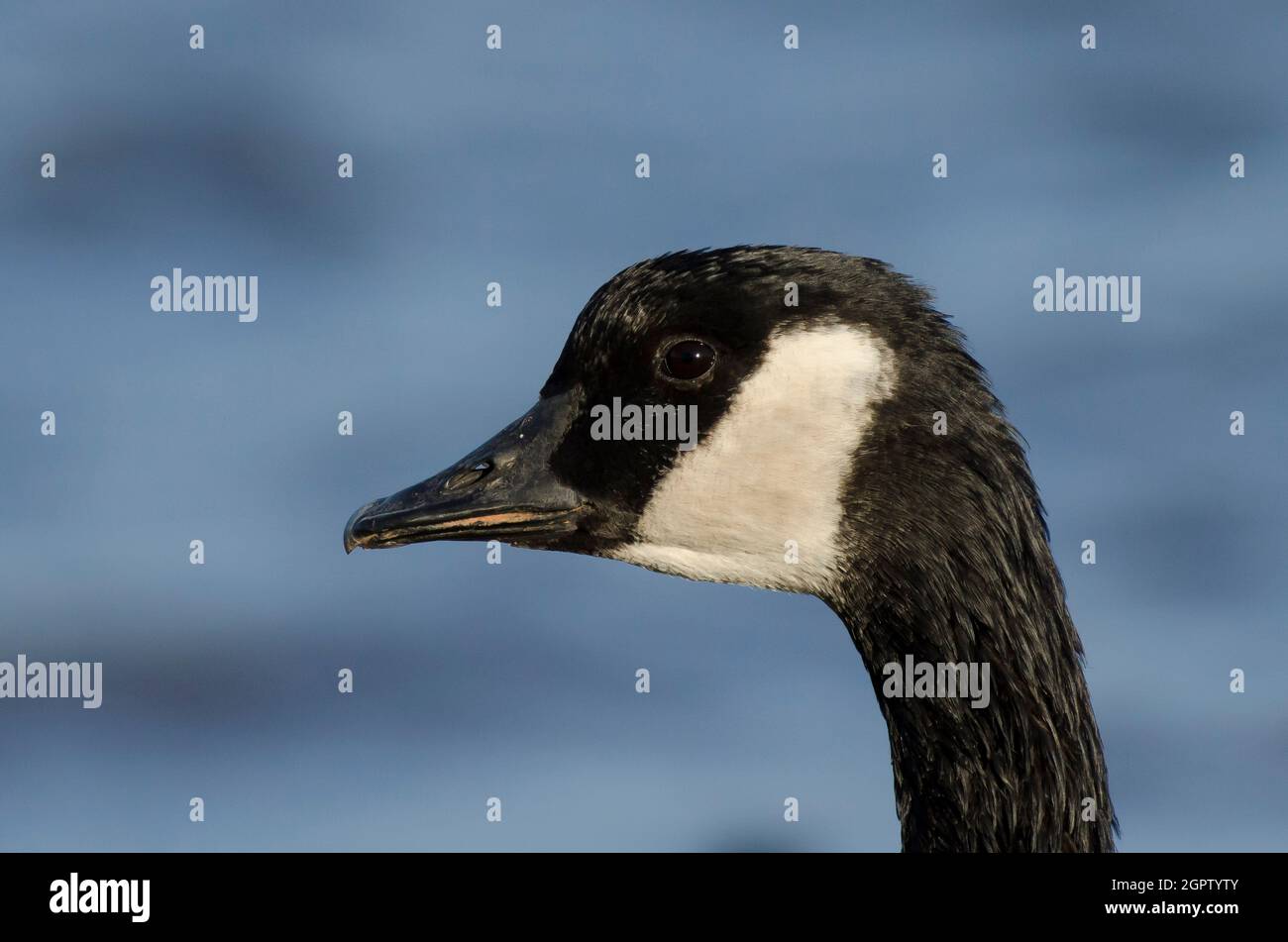 Canada goose head hi-res stock photography and images - Alamy