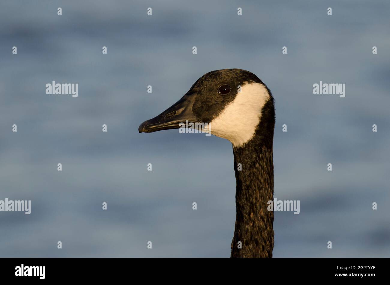 Canada goose head hi-res stock photography and images - Alamy