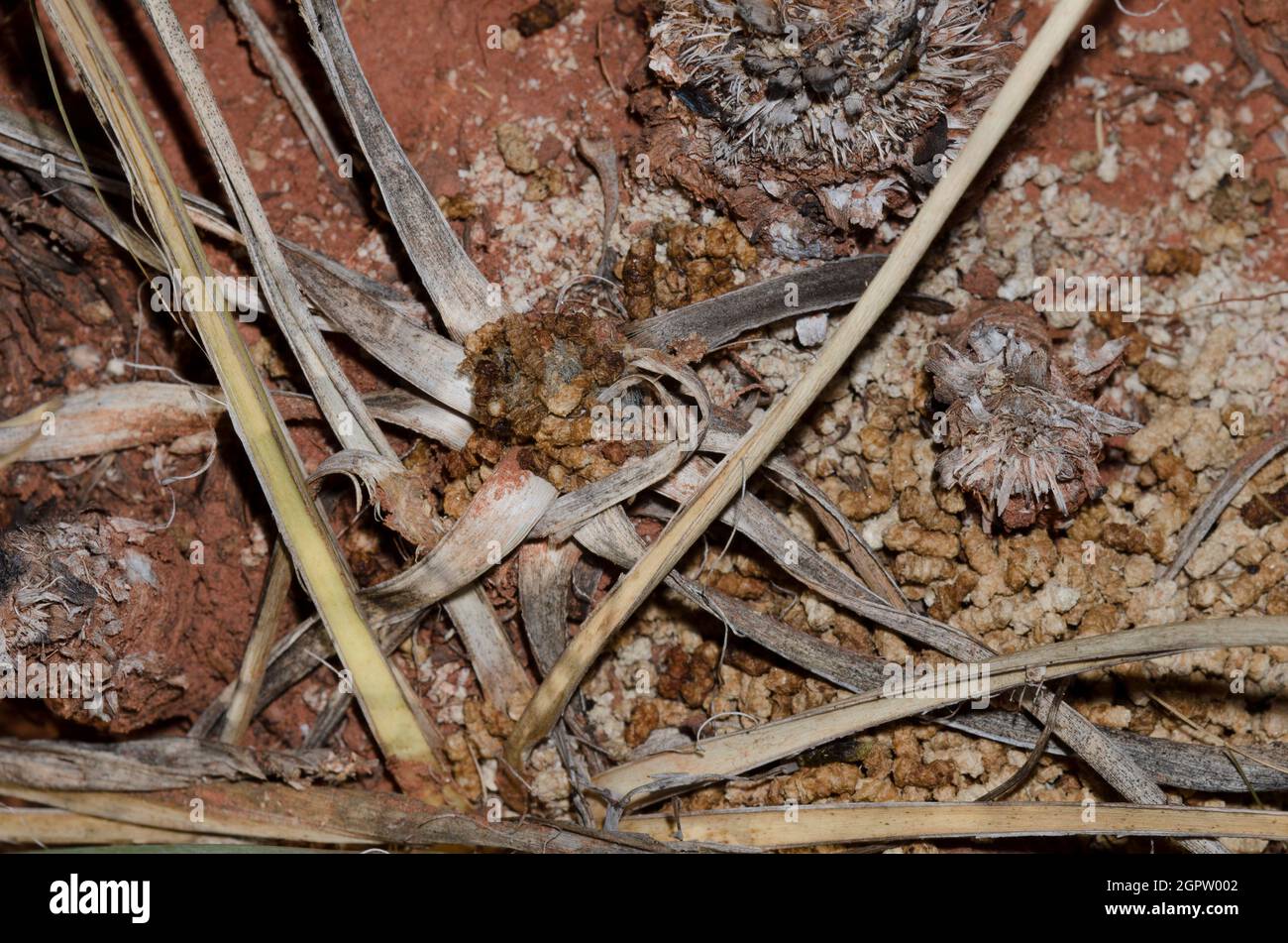 Yucca Giant-Skipper, Megathymus yuccae, larval tent in Arkansas Yucca ...