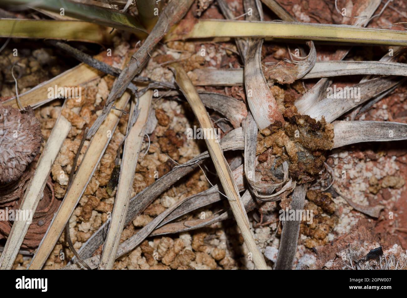 Yucca Giant-Skipper, Megathymus yuccae, larval tent in Arkansas Yucca ...