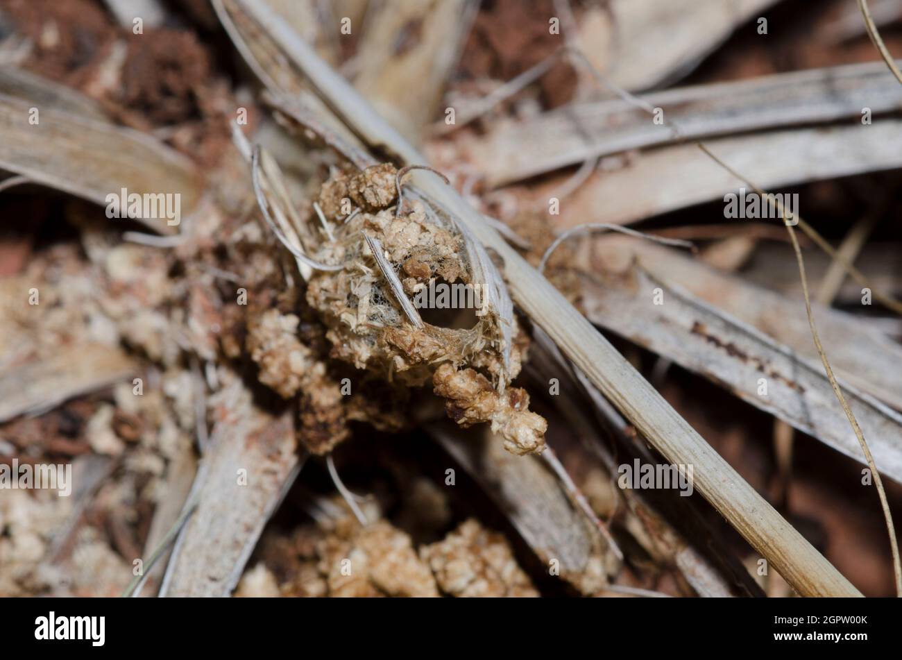Yucca Giant-Skipper, Megathymus yuccae, larval tent in Arkansas Yucca ...