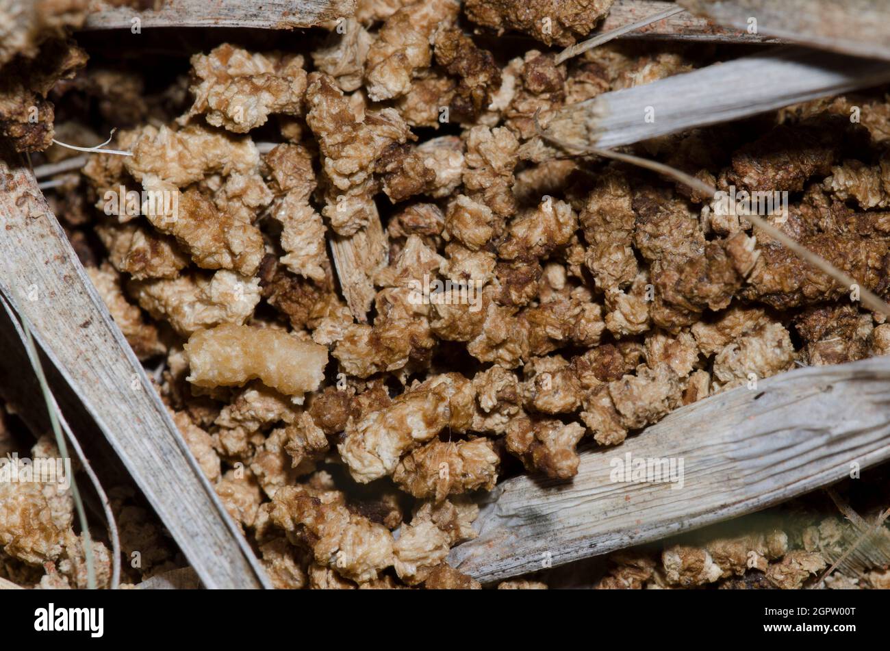 Yucca Giant-Skipper, Megathymus yuccae, frass from larval tent in ...