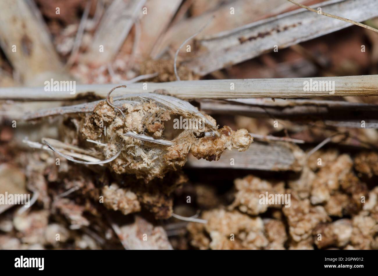 Yucca Giant-Skipper, Megathymus yuccae, larval tent in Arkansas Yucca ...