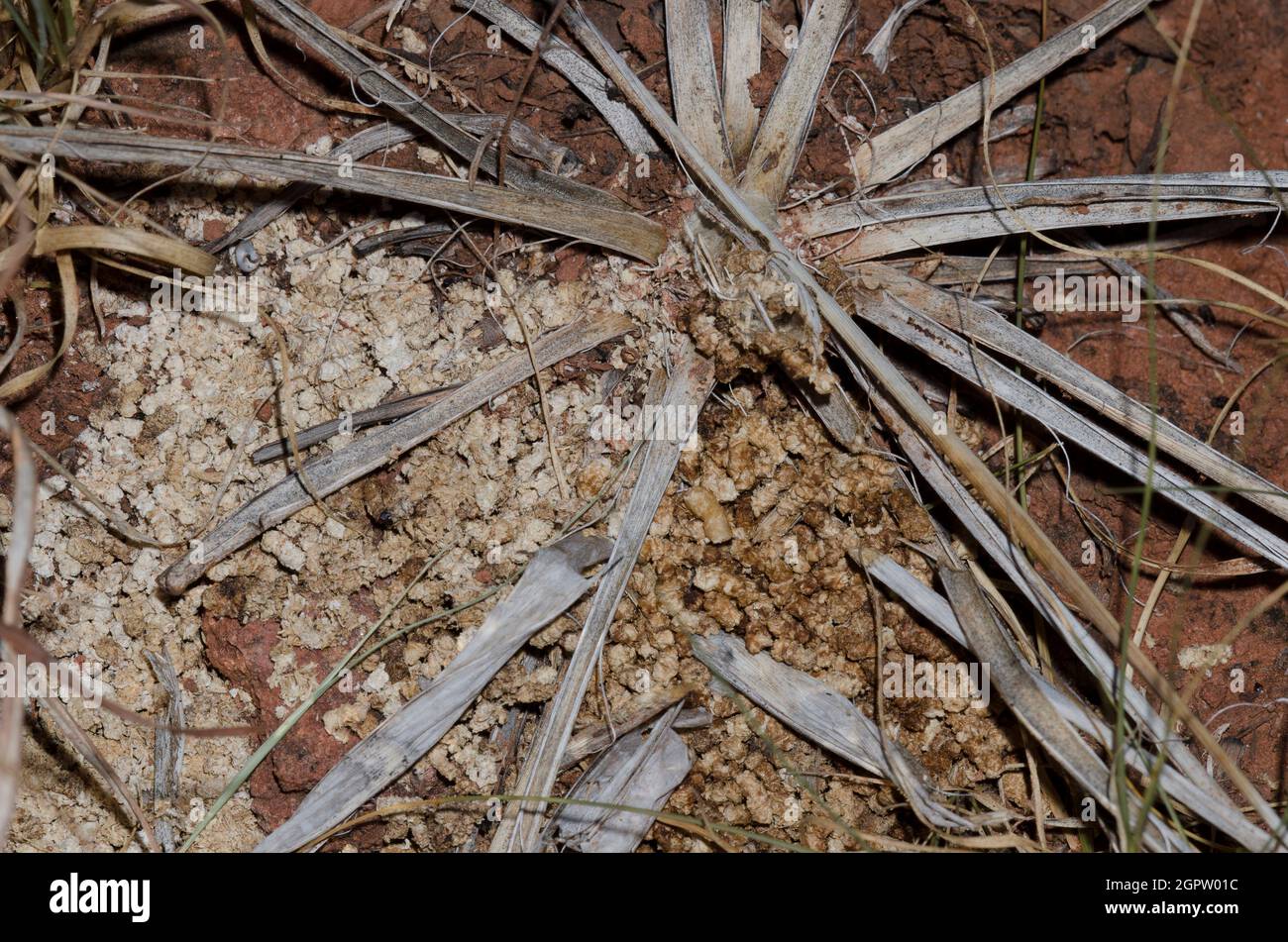 Yucca Giant-Skipper, Megathymus yuccae, larval tent in Arkansas Yucca ...