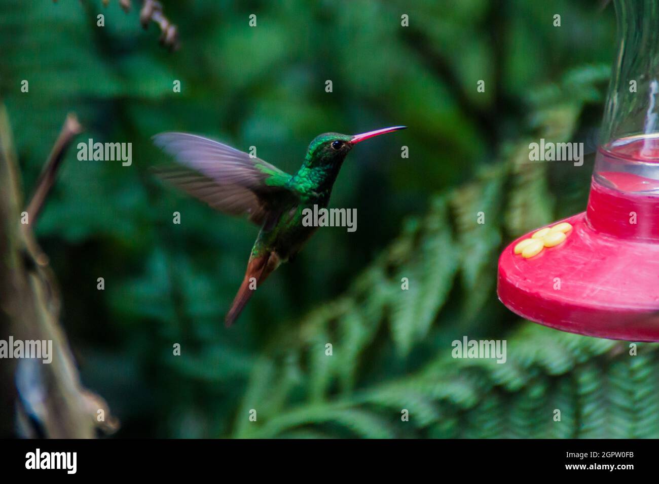 Hummingbird at the feeder in Mindo, Ecuador Stock Photo - Alamy