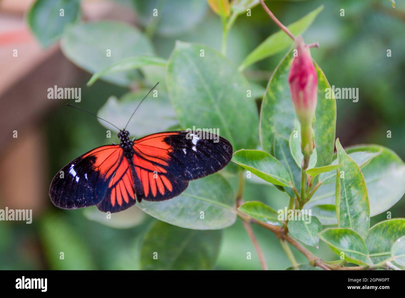 Postman butterfly (Heliconius melpomene tomate) in Mariposario (The ...