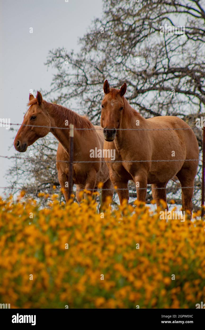 Horses Standing In A Field Of Wildflowers Stock Photo - Alamy