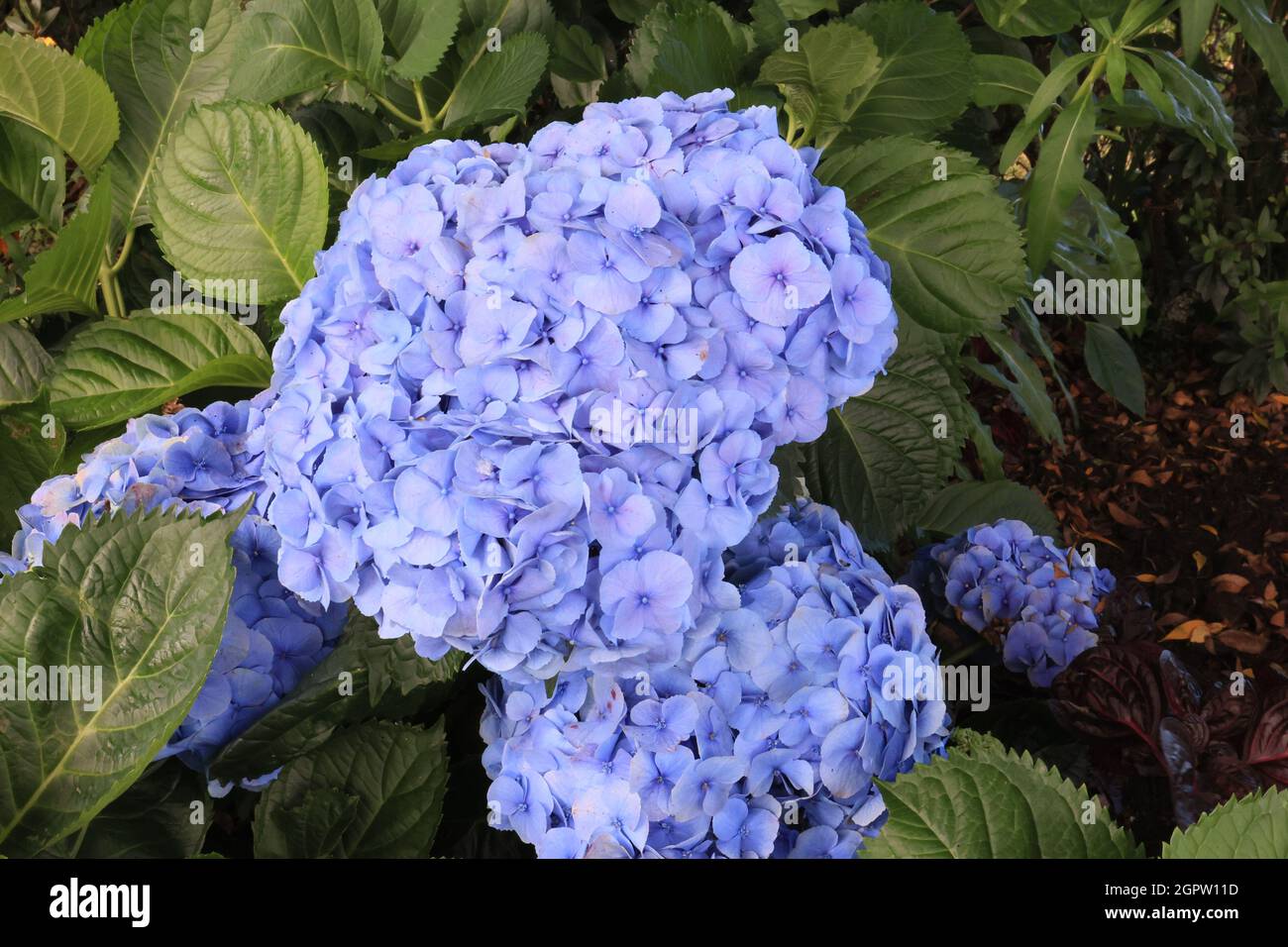 The magnificent hydrangeas of Sao MIguel island, Azores Stock Photo - Alamy