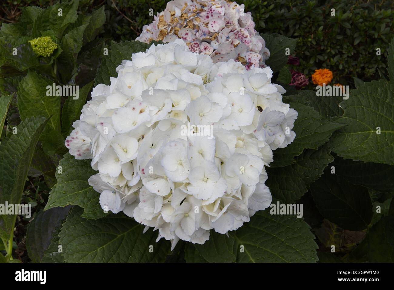 The magnificent hydrangeas of Sao MIguel island, Azores Stock Photo - Alamy