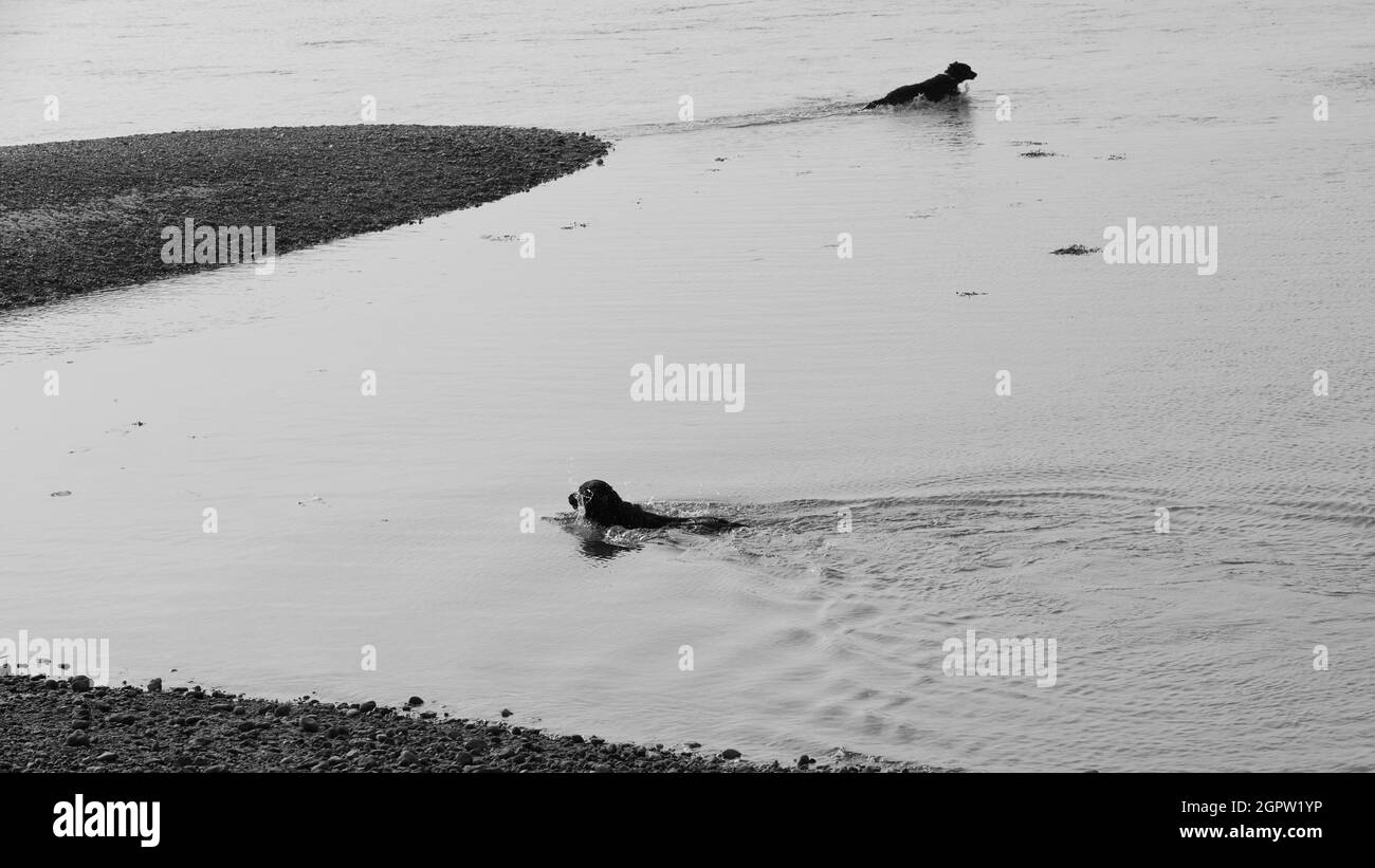 Tow dogs seen swimming in low water at the seaside Stock Photo - Alamy
