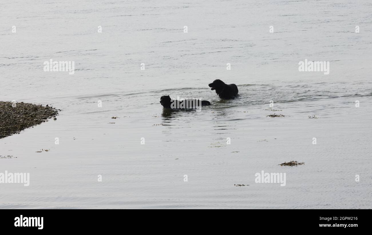 Tow dogs seen swimming in low water at the seaside Stock Photo - Alamy