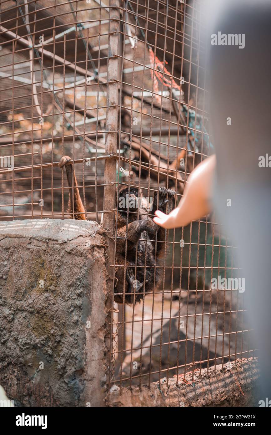 Different animals in the zoo Stock Photo - Alamy