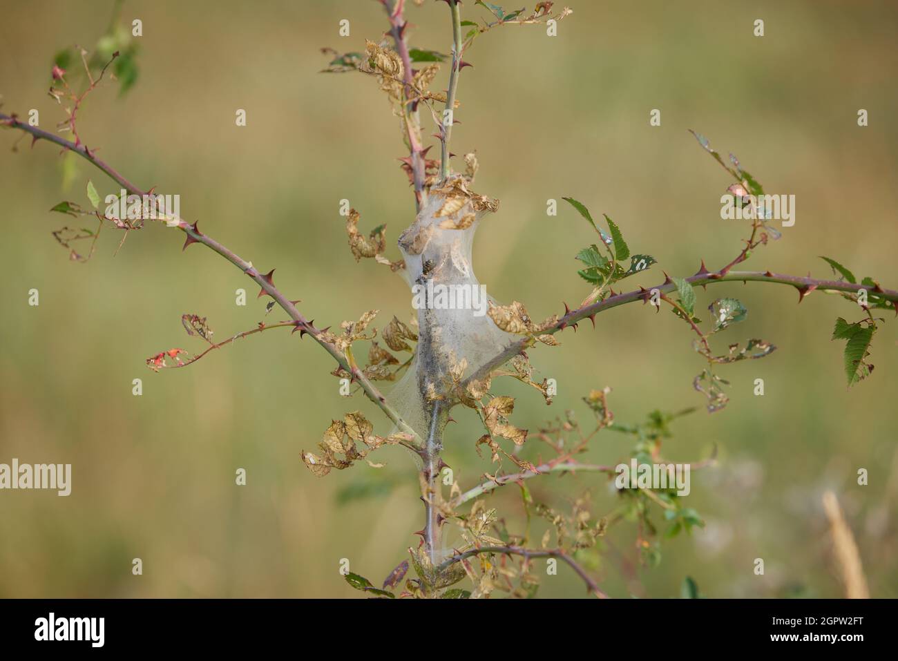 Spider web cocoon on a wild rose in Egland, UK in the summer Stock ...