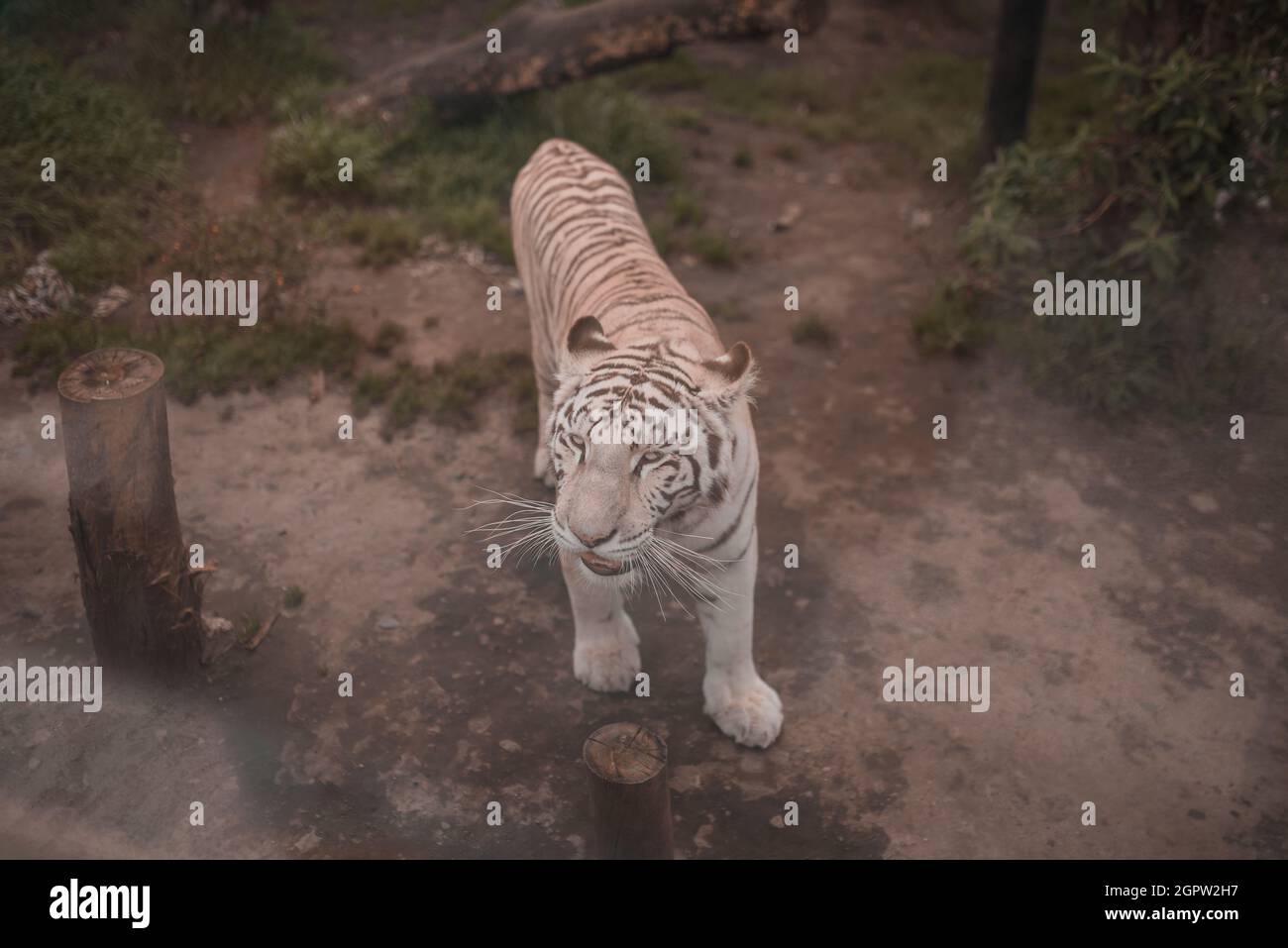Different animals in the zoo Stock Photo - Alamy