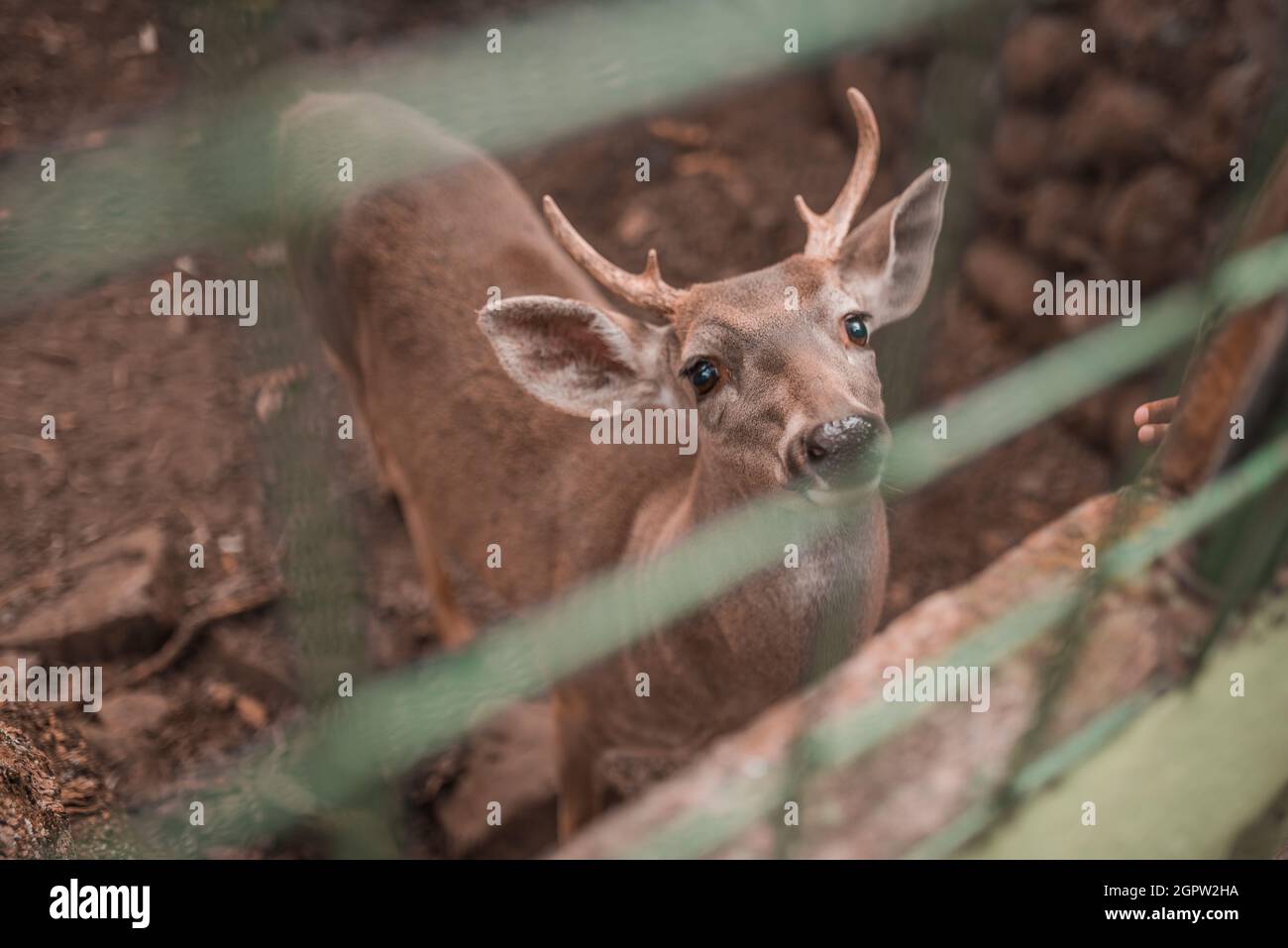 Different animals in the zoo Stock Photo - Alamy