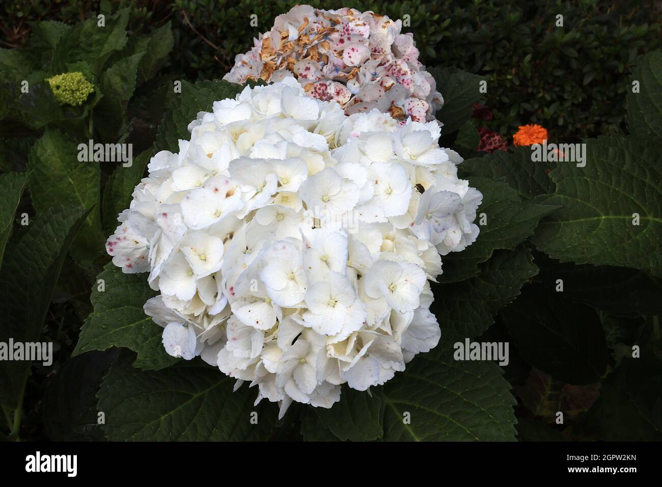 The magnificent hydrangeas of Sao MIguel island, Azores Stock Photo - Alamy