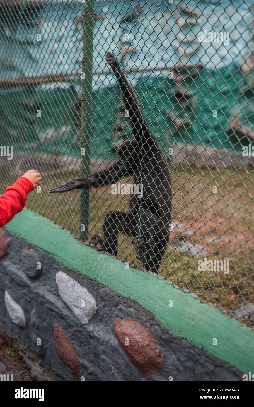 Different animals in the zoo Stock Photo - Alamy