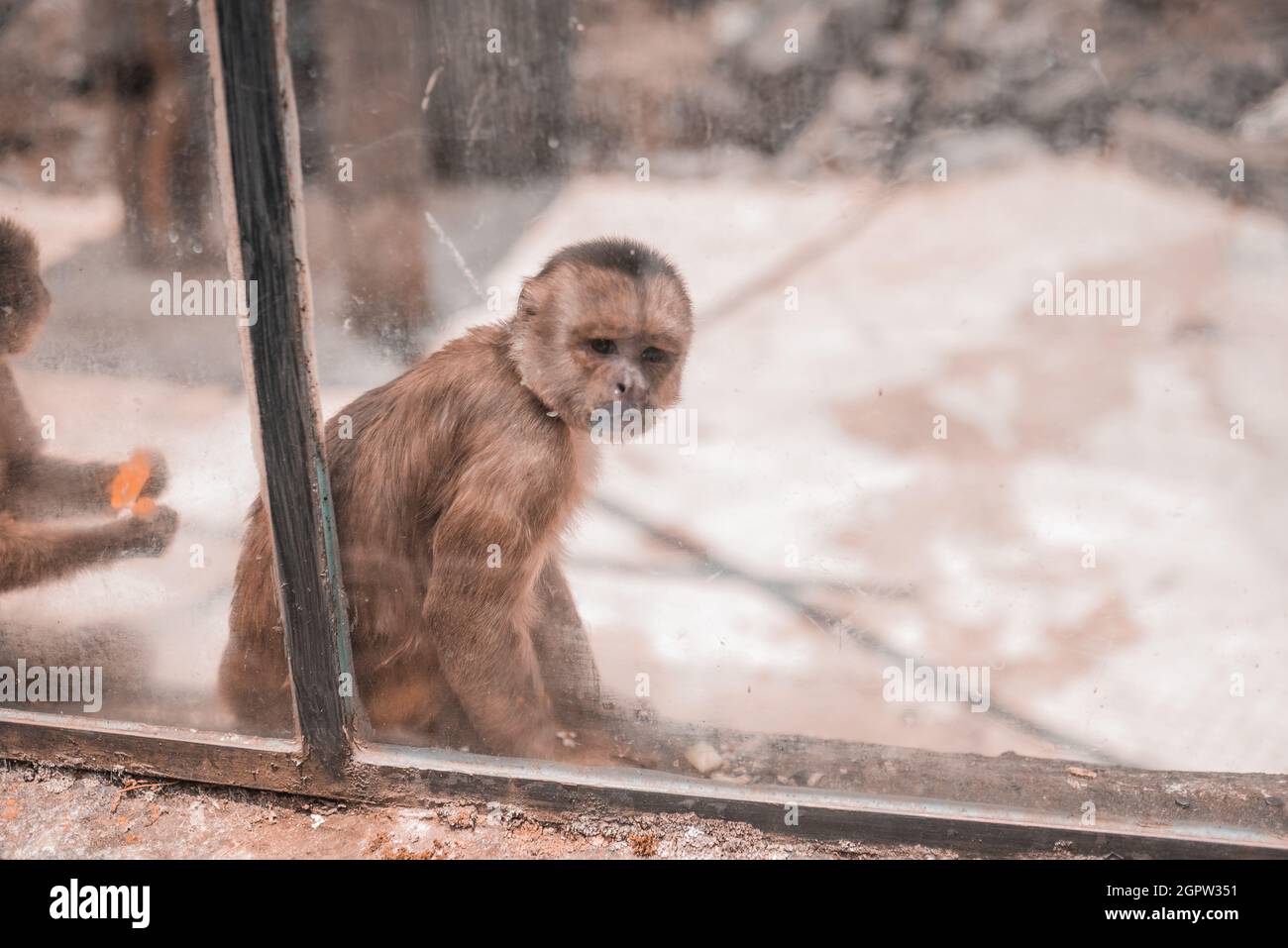 Different animals in the zoo Stock Photo - Alamy
