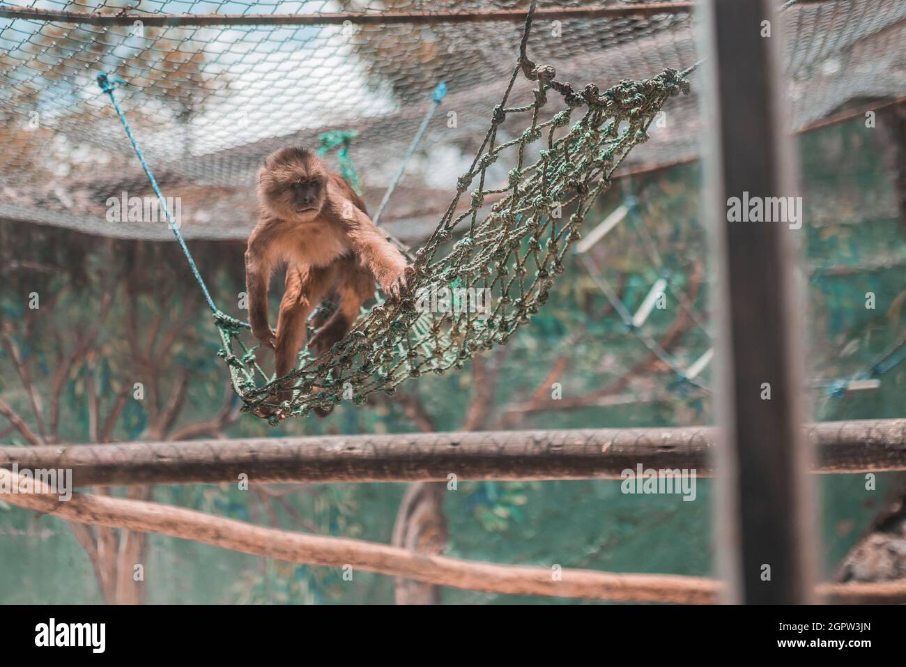 Different animals in the zoo Stock Photo - Alamy