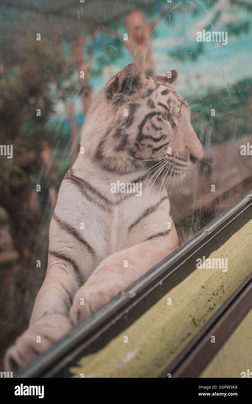 Different animals in the zoo Stock Photo - Alamy