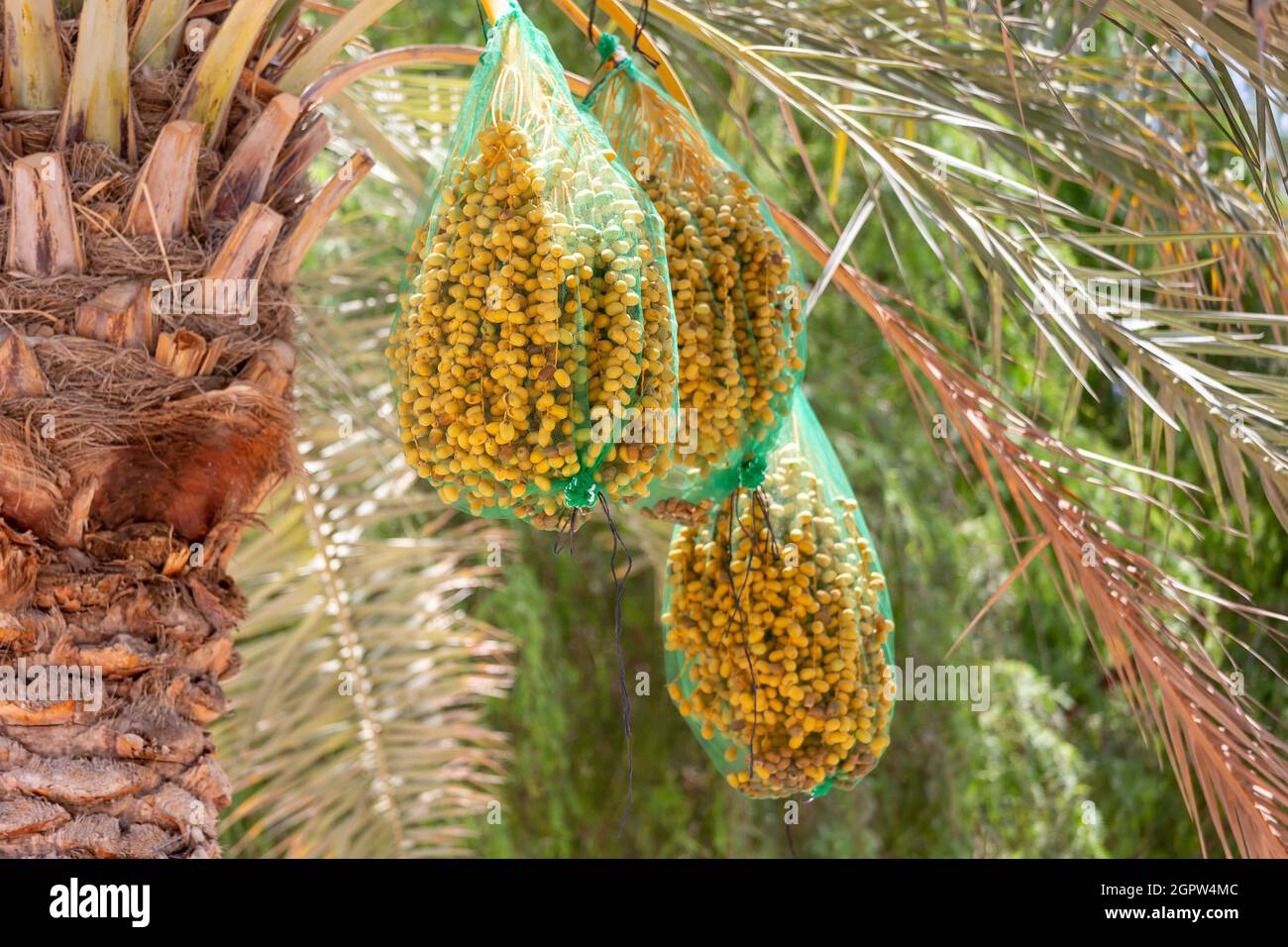 Abu dhabi date tree hi-res stock photography and images - Alamy