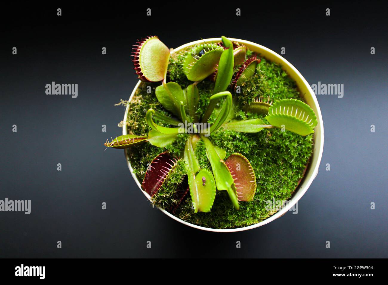 Venus flytrap blooming hi-res stock photography and images - Alamy