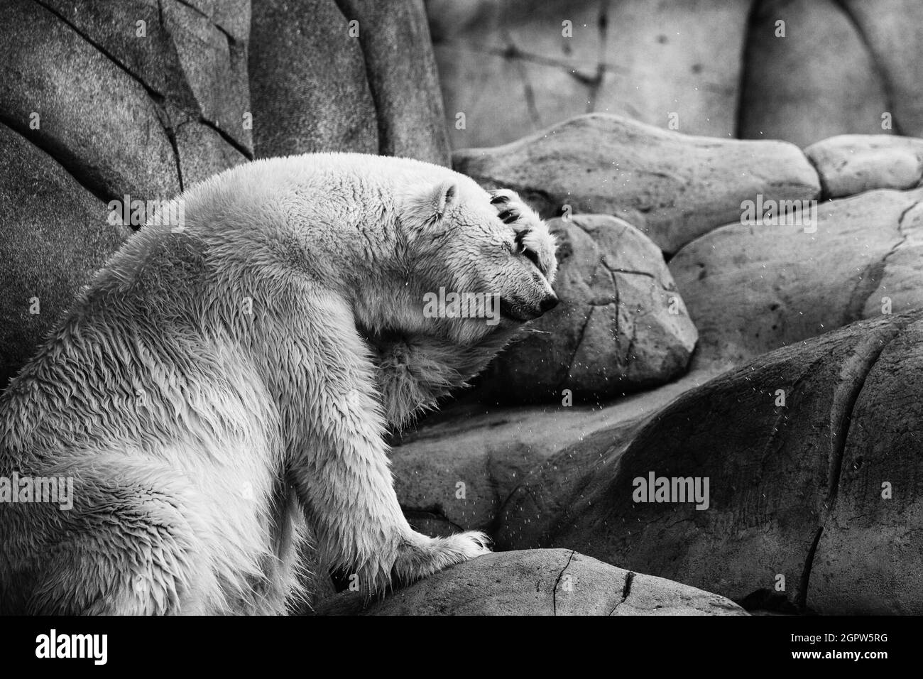 Human polar bear hi-res stock photography and images - Alamy
