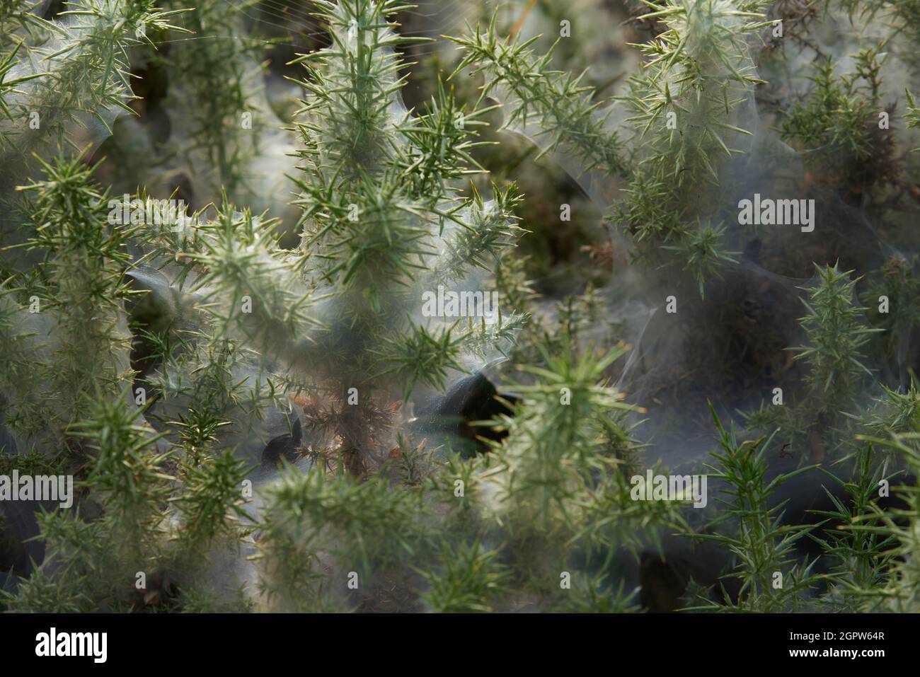 Spider web cocoon seen covering a common gorse plant Stock Photo - Alamy