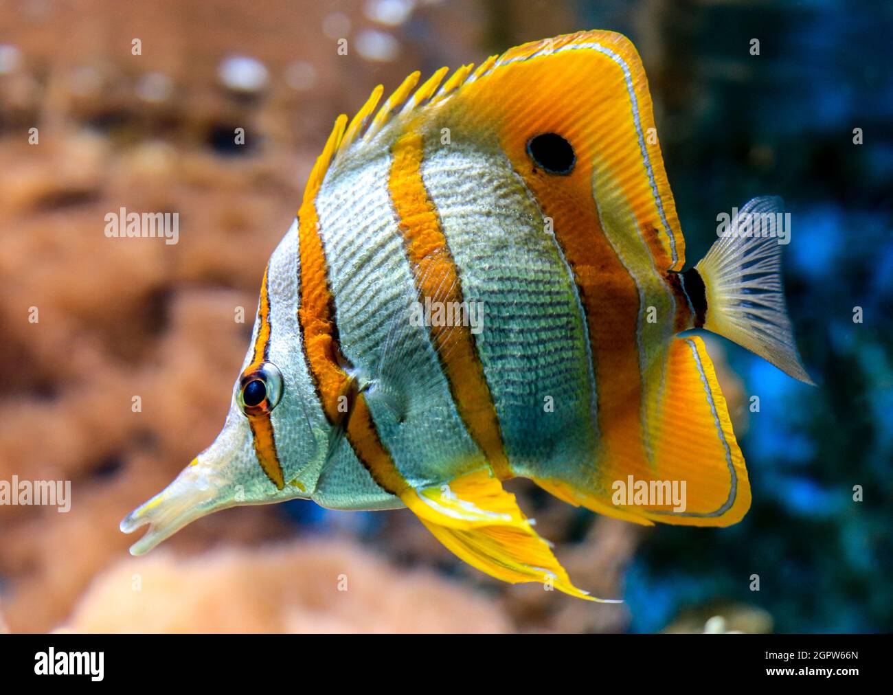 Freshwater butterflyfish hi-res stock photography and images - Alamy