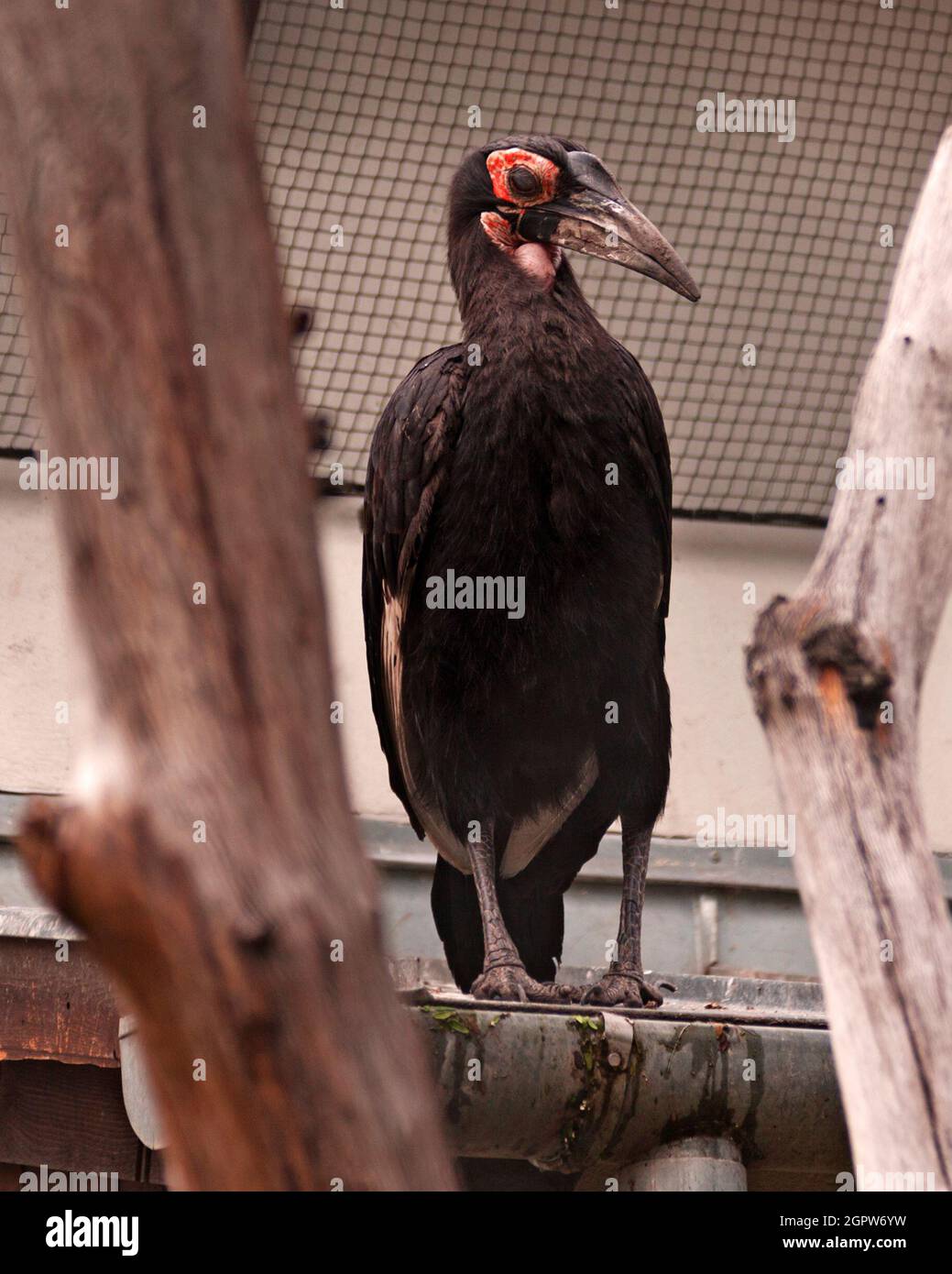 Terrifying bird hi-res stock photography and images - Alamy
