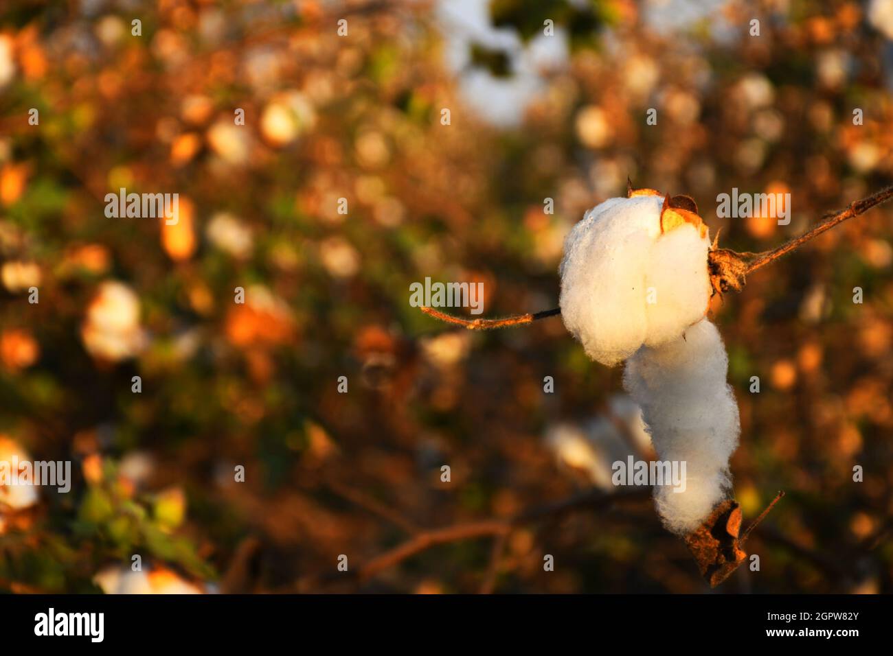 Closeup of the Gossypium hirsutum also known as upland cotton or ...