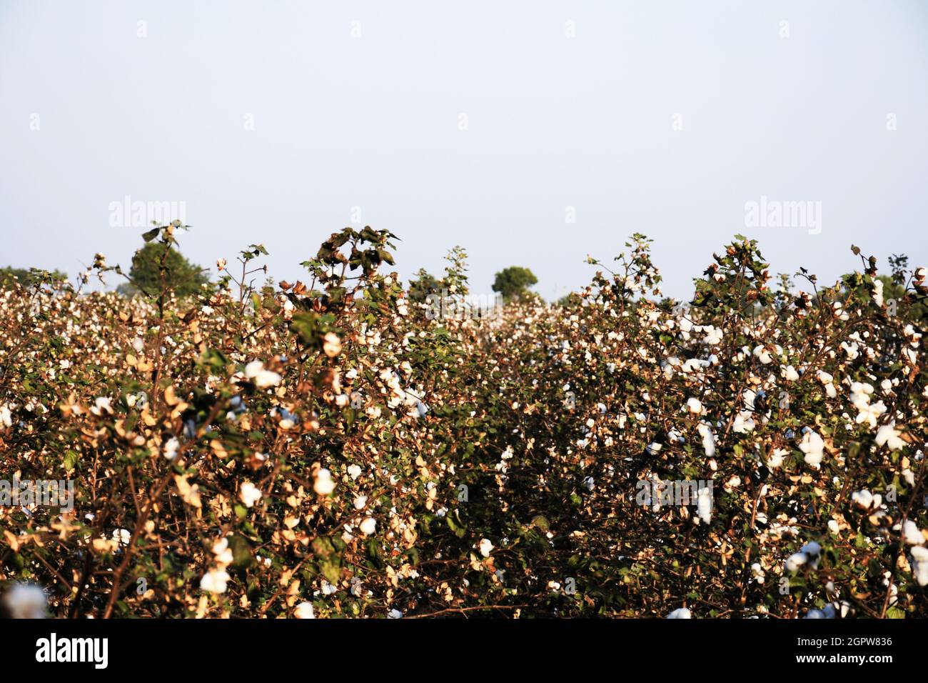 Gossypium hirsutum, also known as upland cotton or Mexican cotton Stock ...
