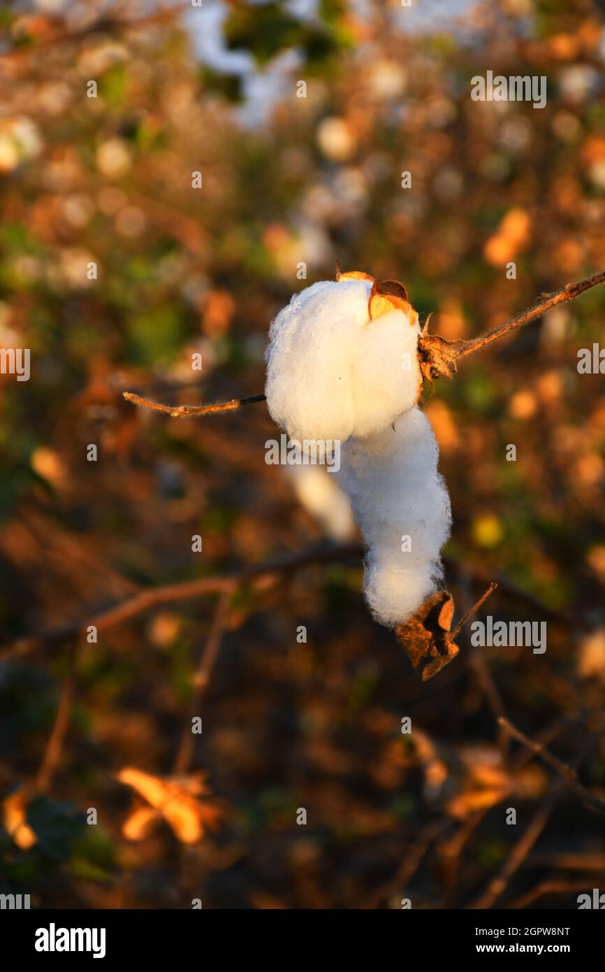 Vertical closeup of the Gossypium hirsutum also known as upland cotton ...