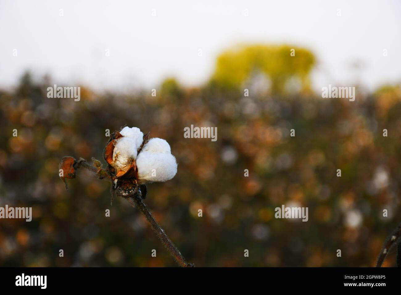 Closeup of the Gossypium hirsutum also known as upland cotton or ...