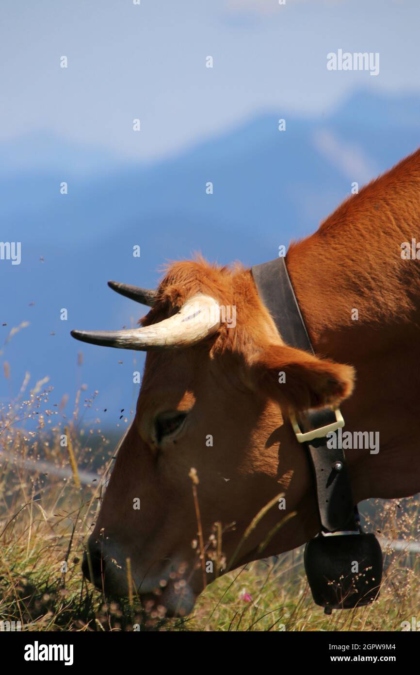 Garmisch partenkirchen cow hi-res stock photography and images - Alamy