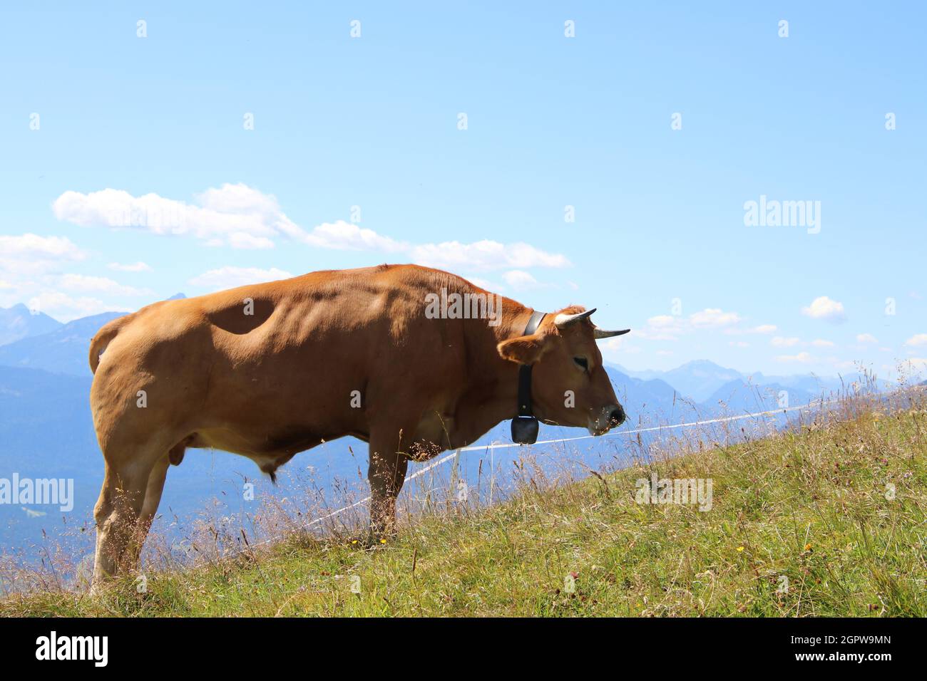 Garmisch partenkirchen cow hi-res stock photography and images - Alamy