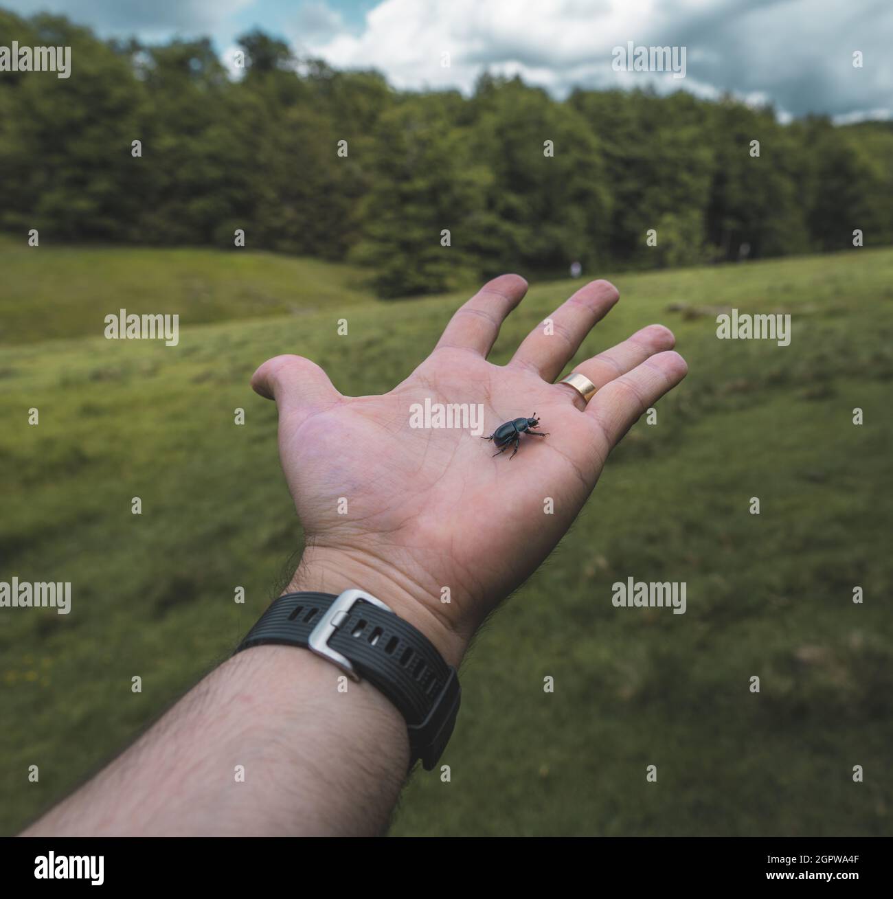 Closeup shot of a human hand holding a beetle on a wide green forest ...